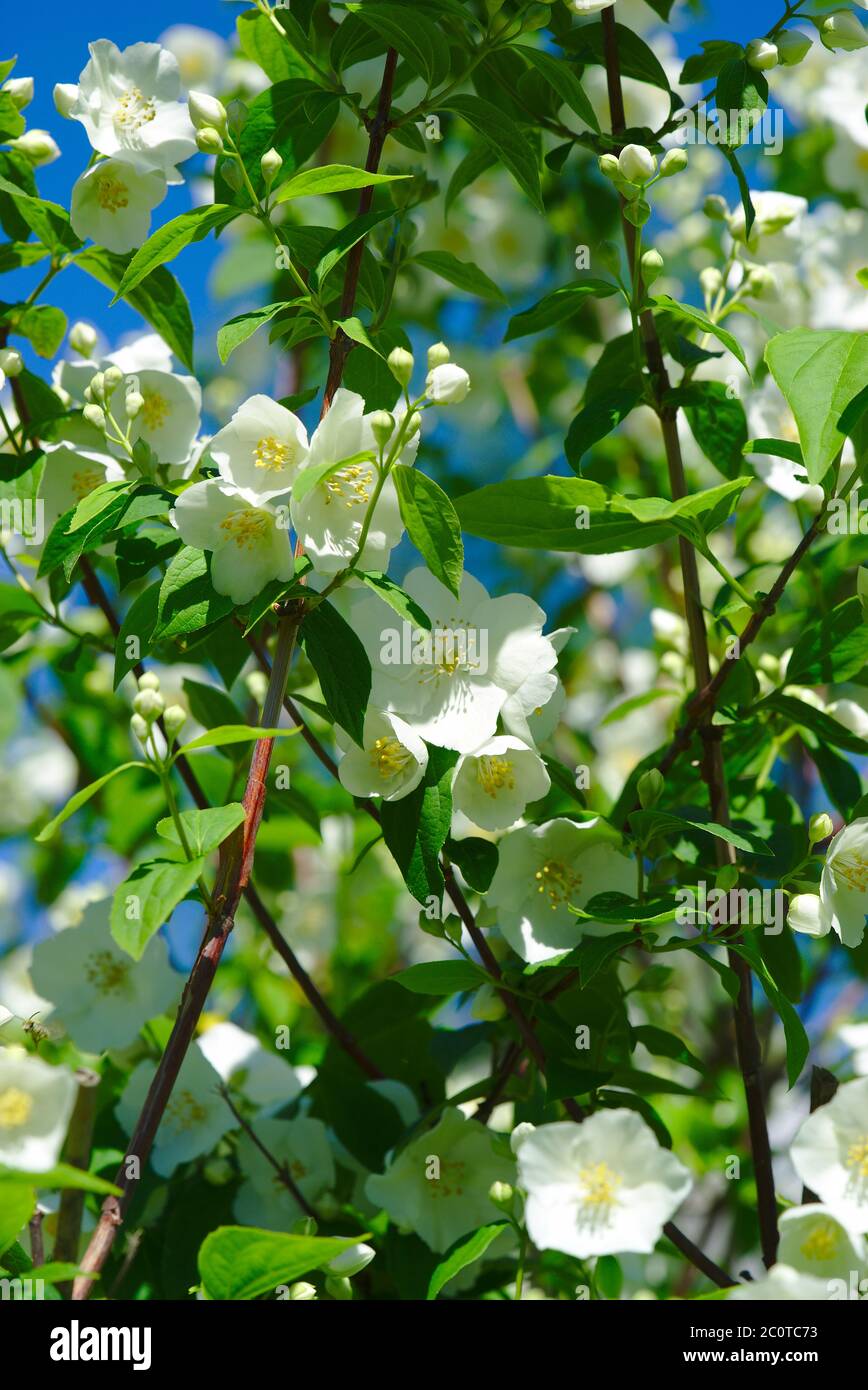 Poets Jasmine High Resolution Stock Photography and Images - Alamy