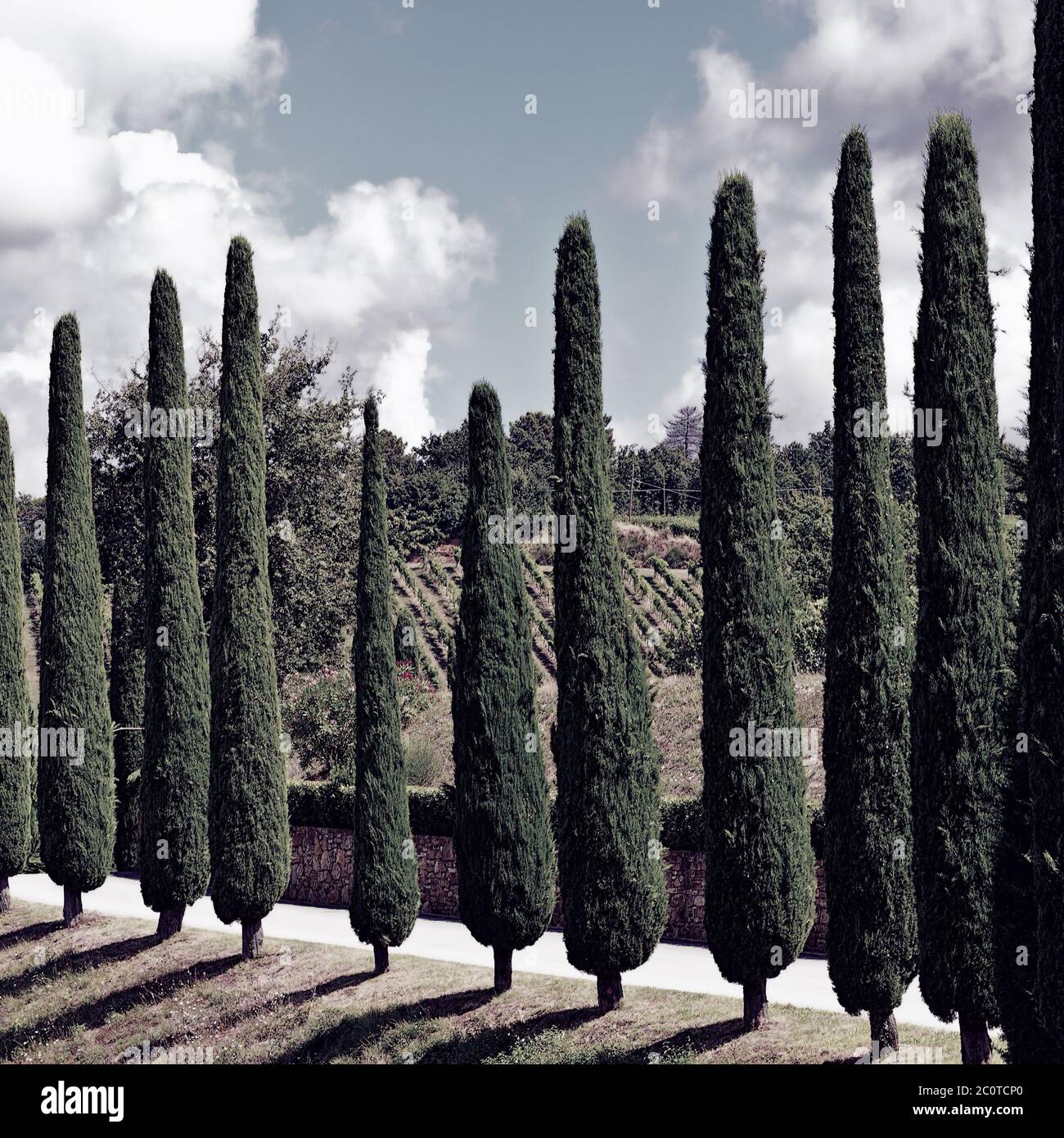 White cypresses hi-res stock photography and images - Alamy