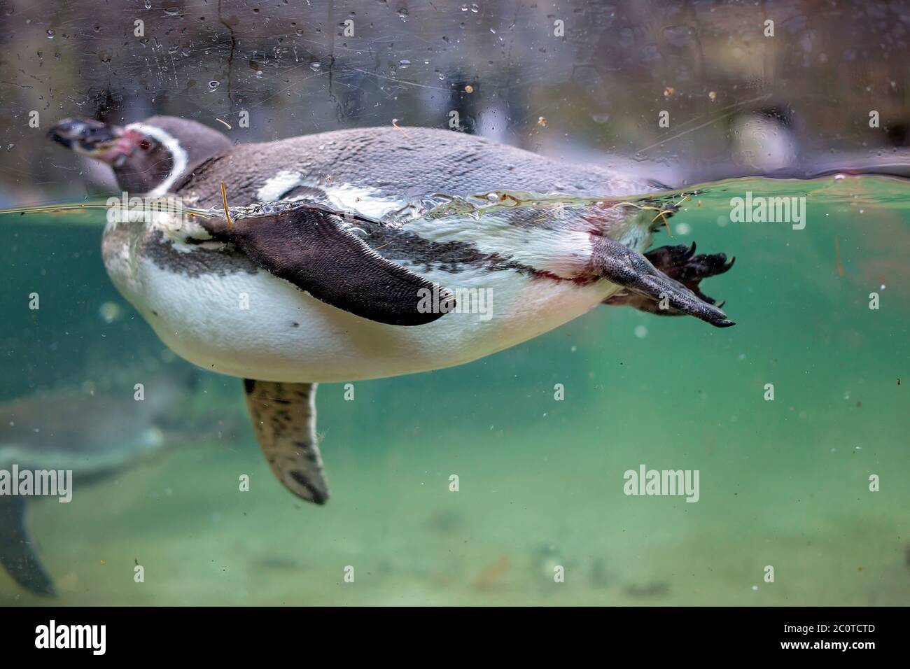 Penguin Eating Fish High Resolution Stock Photography and Images - Alamy