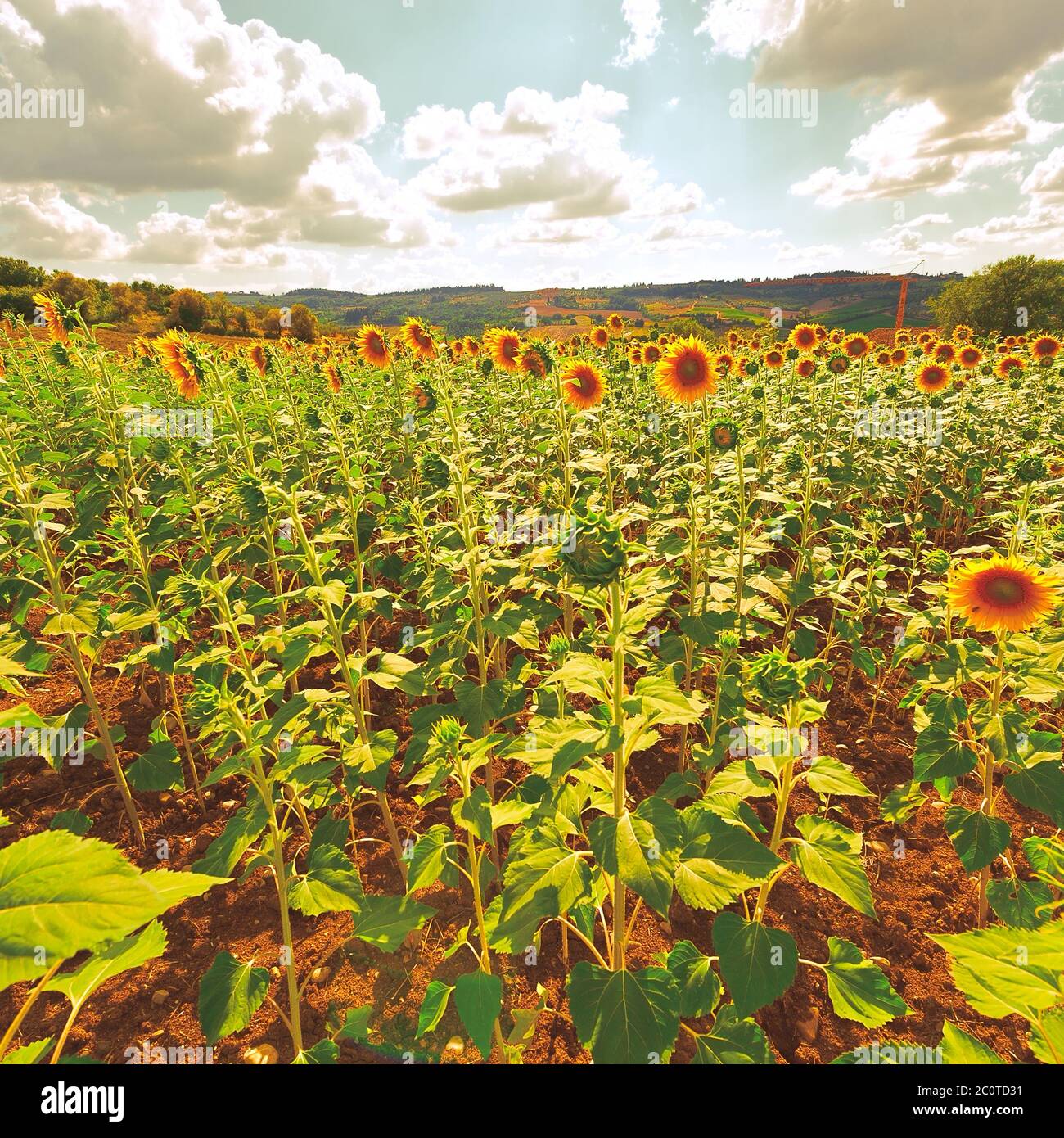 Sunflower shade hi-res stock photography and images - Alamy
