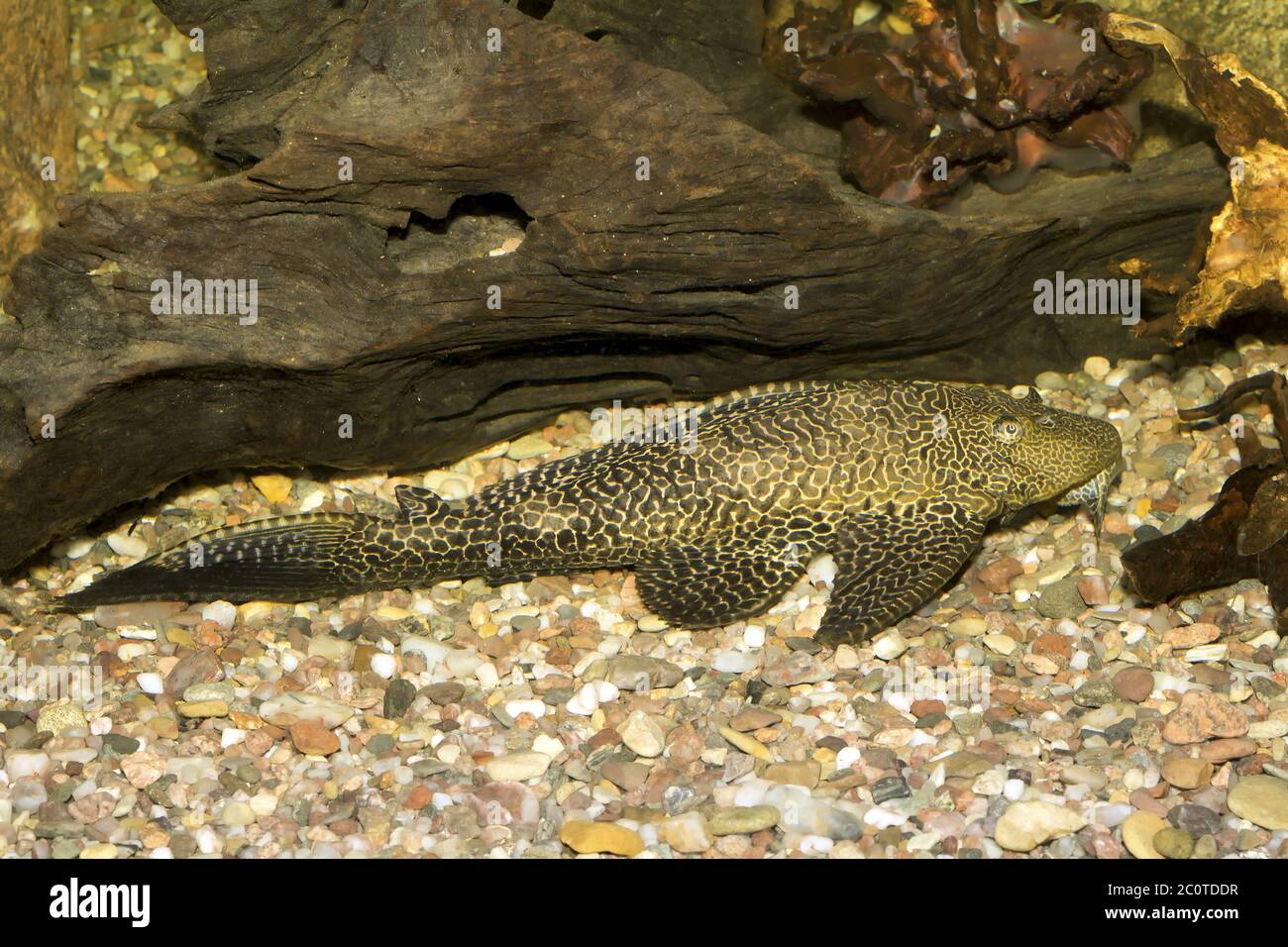 Big suckermouth catfish Stock Photo - Alamy