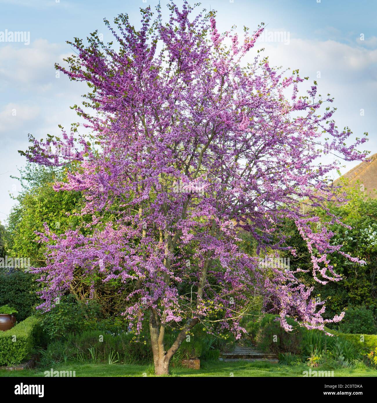 Flowers on Judas tree Stock Photo - Alamy