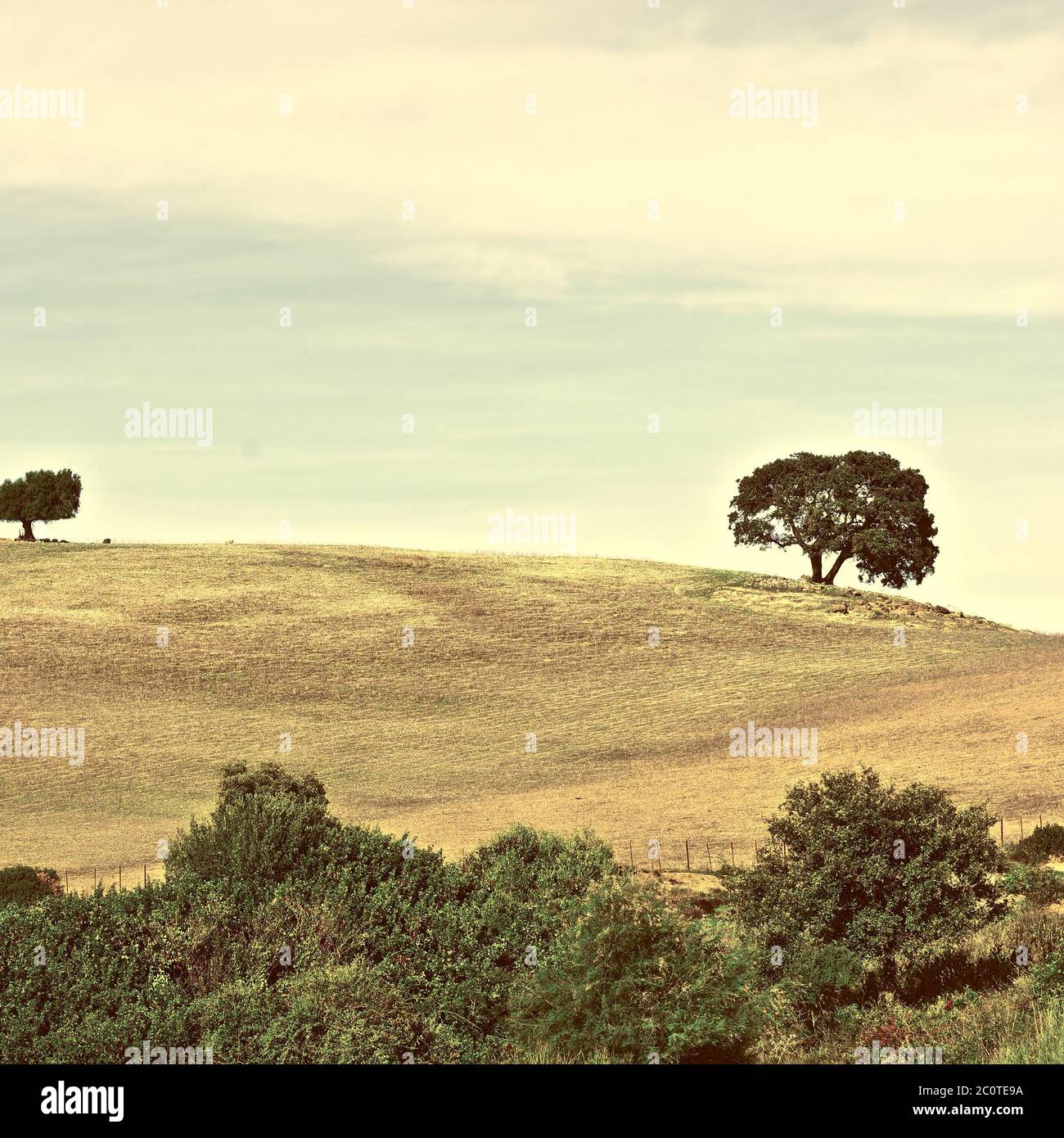 Tone trees hi-res stock photography and images - Alamy