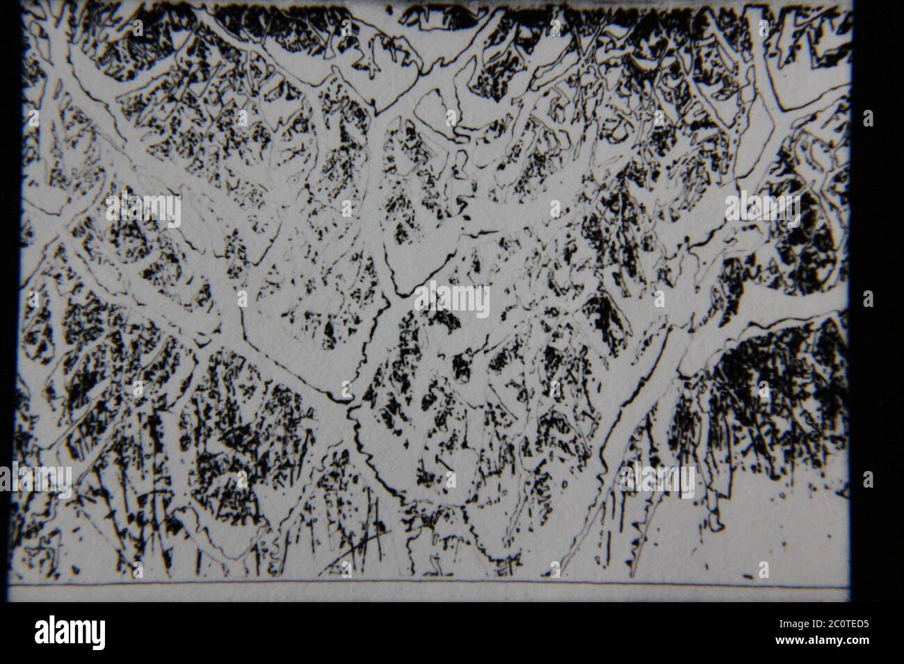 Fine 1970s vintage black and white photography of the beauty of nature ...