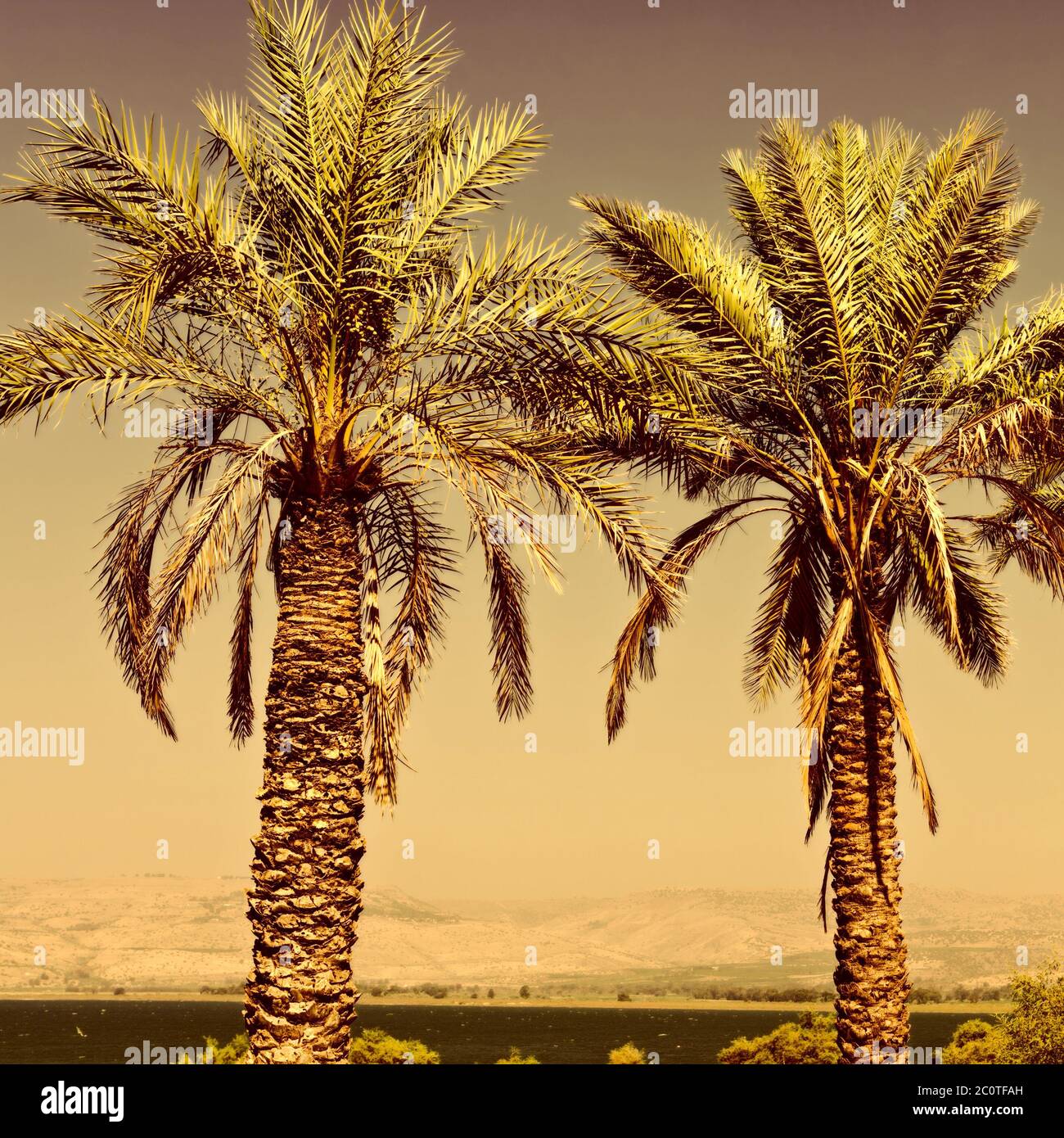 Israel date palms hi-res stock photography and images - Alamy
