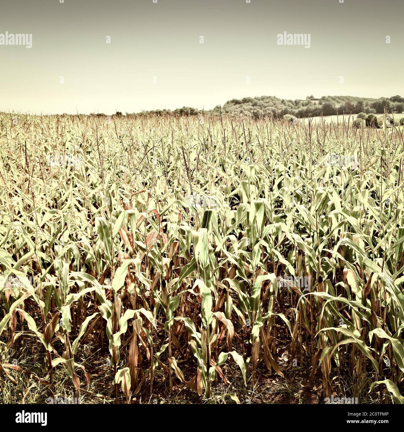Black corn tree hi-res stock photography and images - Alamy