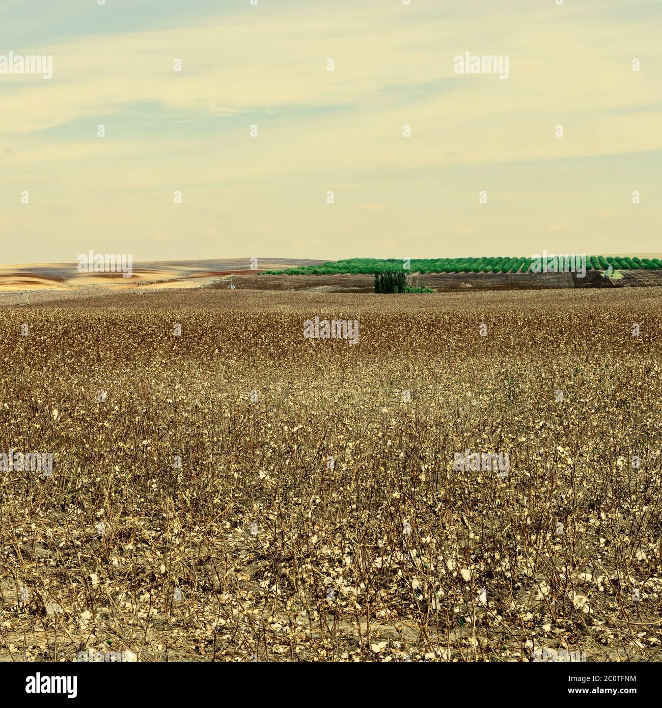 Cotton ball tree hi-res stock photography and images - Alamy