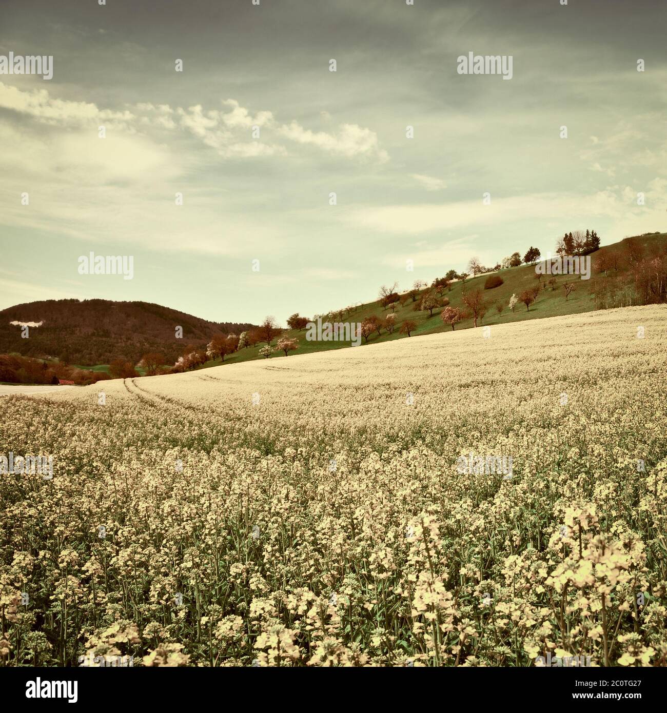 Alpine pasture bloom hi-res stock photography and images - Alamy