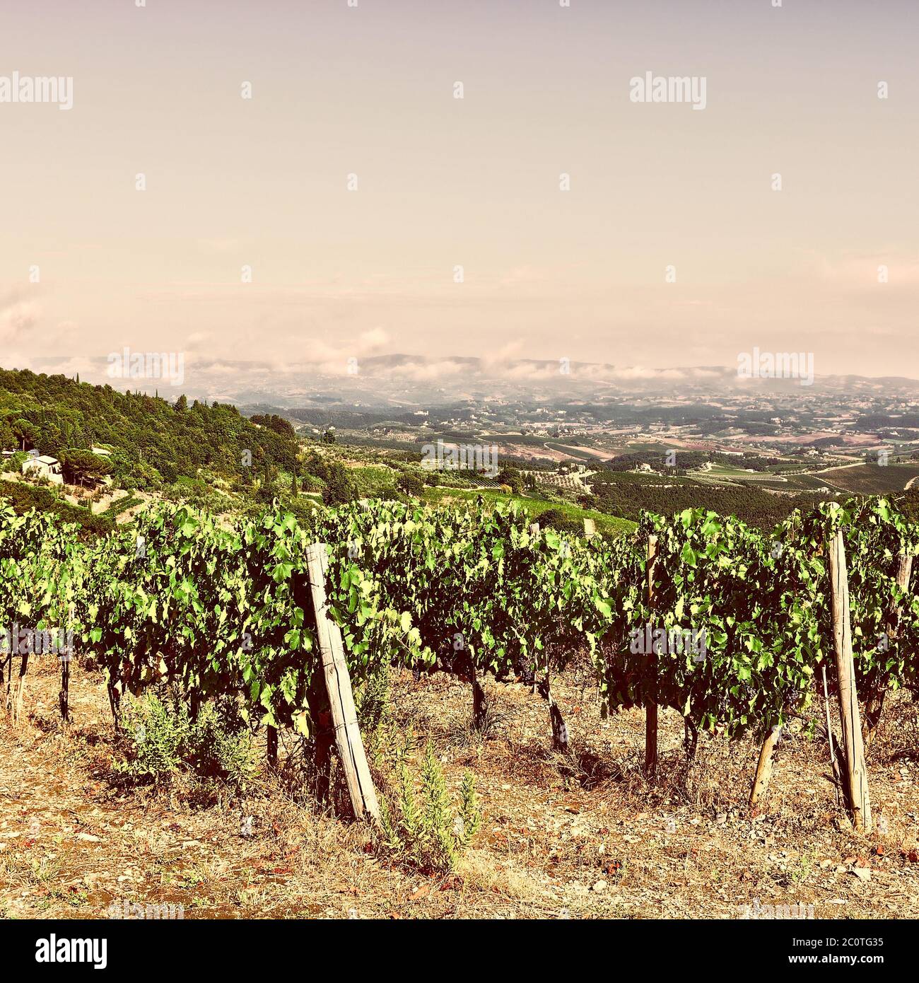 Italian forest vine hi-res stock photography and images - Alamy