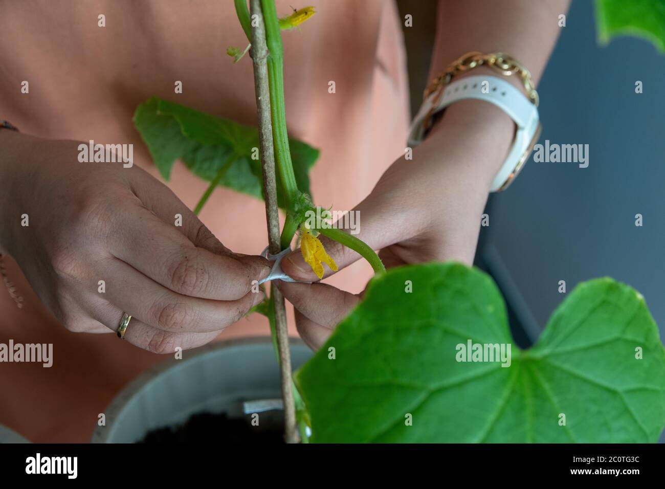 Staking cucumber plant, home gardening concept Stock Photo - Alamy