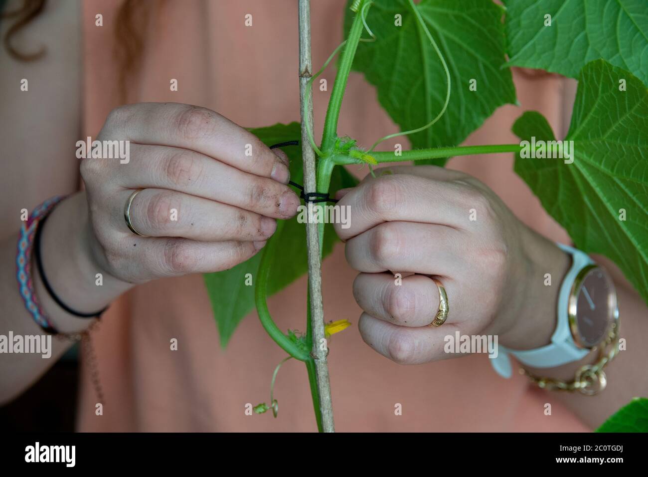 Staking cucumber plant. Tying the cucumber plant a stick together Stock ...