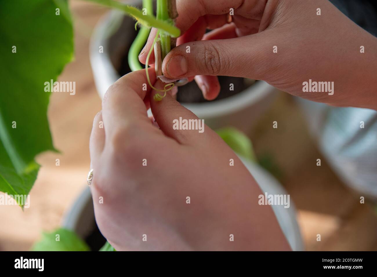 High angle shot of staking cucumber plant Stock Photo - Alamy