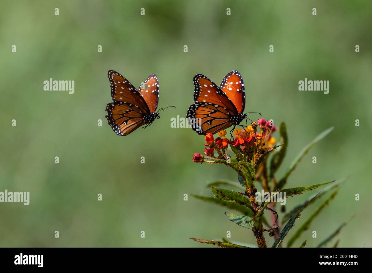 Queen butterflies on a milkweed flower Stock Photo - Alamy