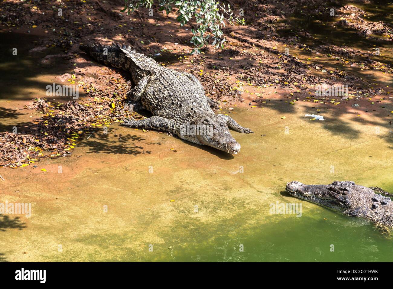 Crocodile in river, Thailand in a summer day Stock Photo - Alamy