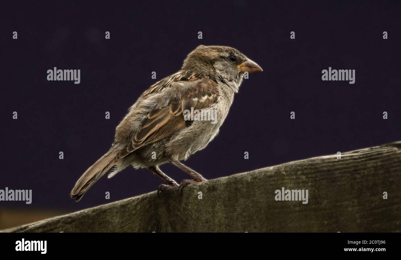 Young sparrow garden hi-res stock photography and images - Alamy