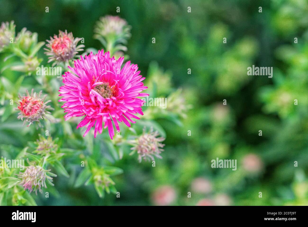 Pink flower with burred background Stock Photo - Alamy