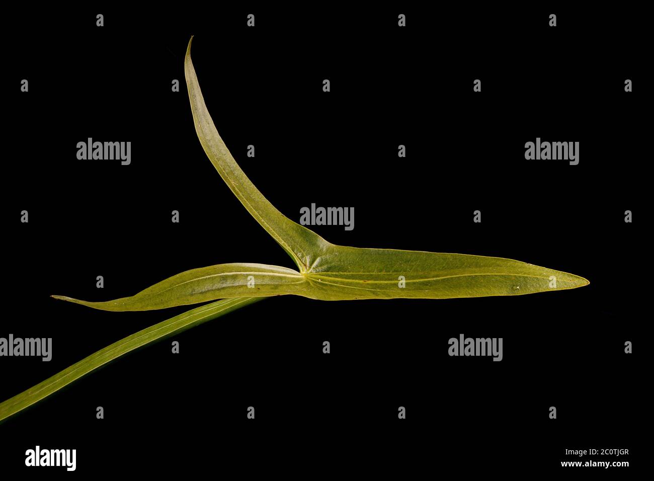 Sagittifolia High Resolution Stock Photography and Images - Alamy