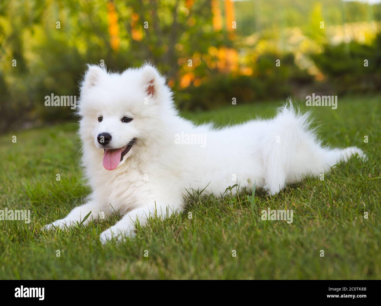 Samoyed funny hi-res stock photography and images - Alamy