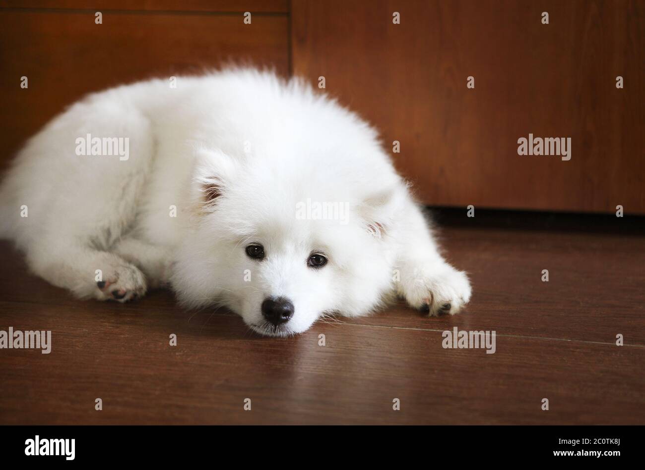 Cute little Samoyed puppy Stock Photo - Alamy