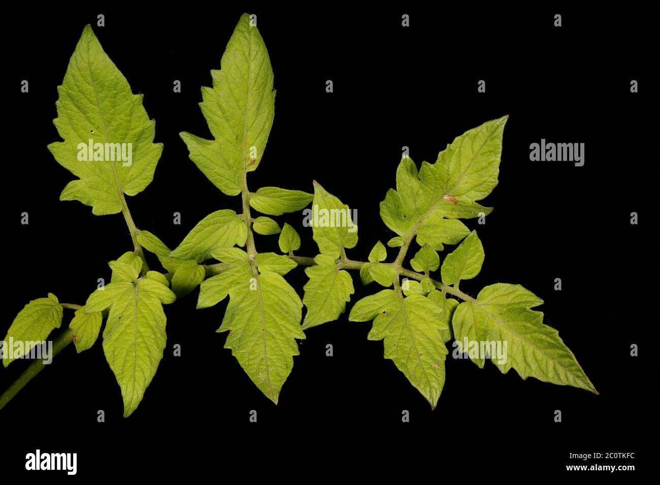 Solanum lycopersicum illustration hi-res stock photography and images ...