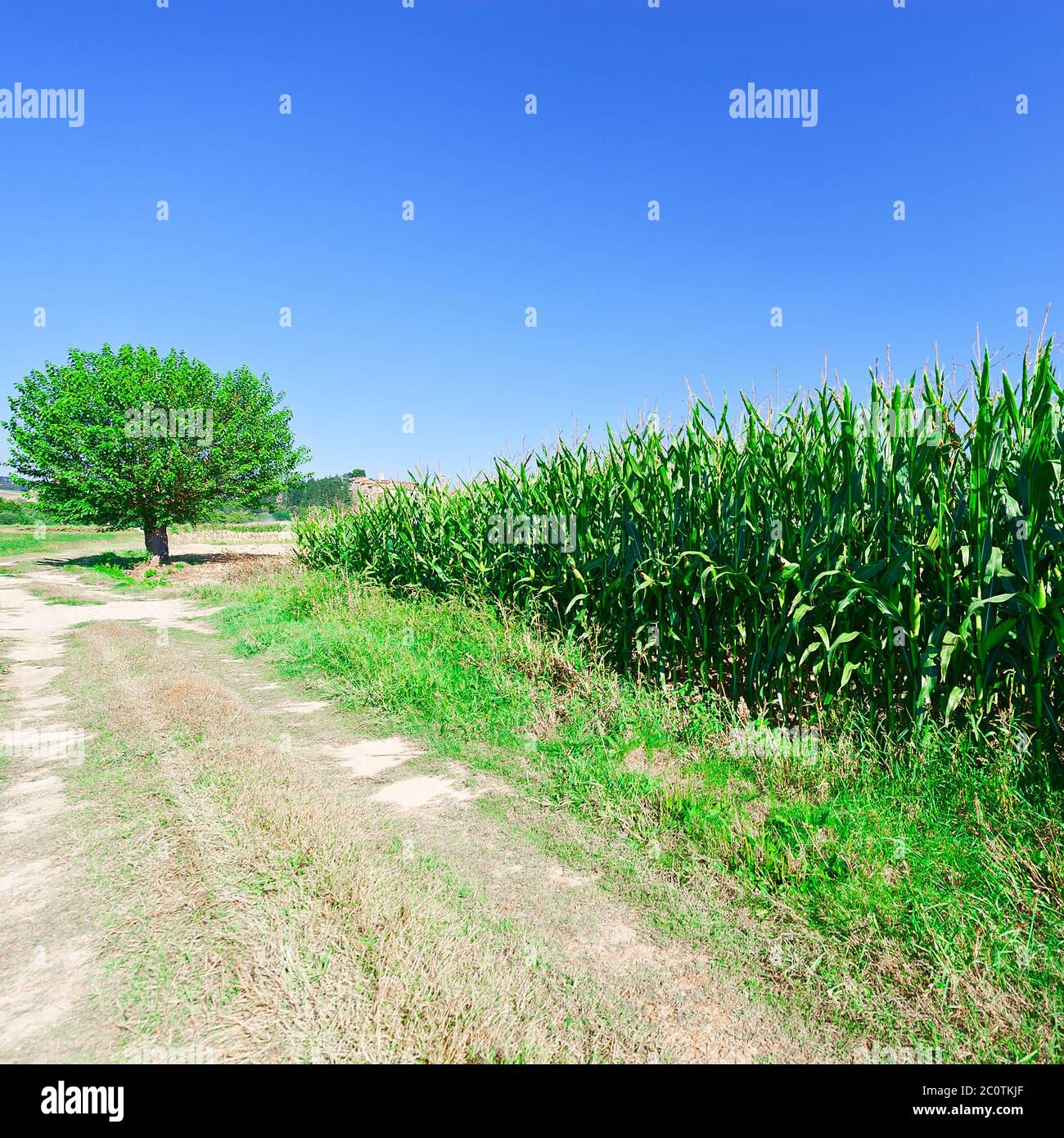 Tree square field agriculture hi-res stock photography and images - Alamy