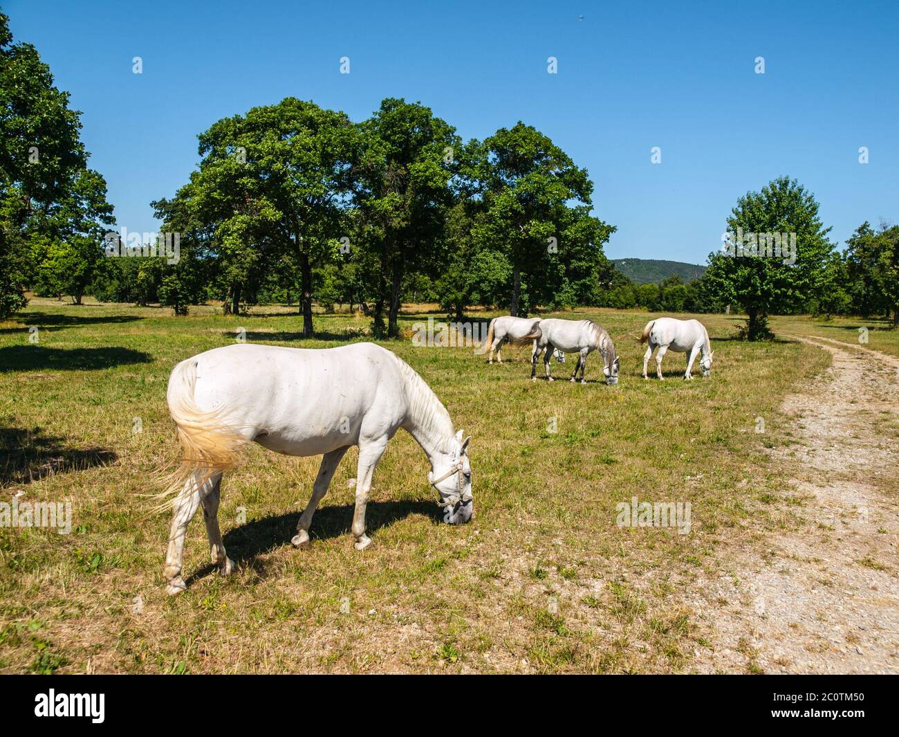 Lipizzaner horse hi-res stock photography and images - Alamy