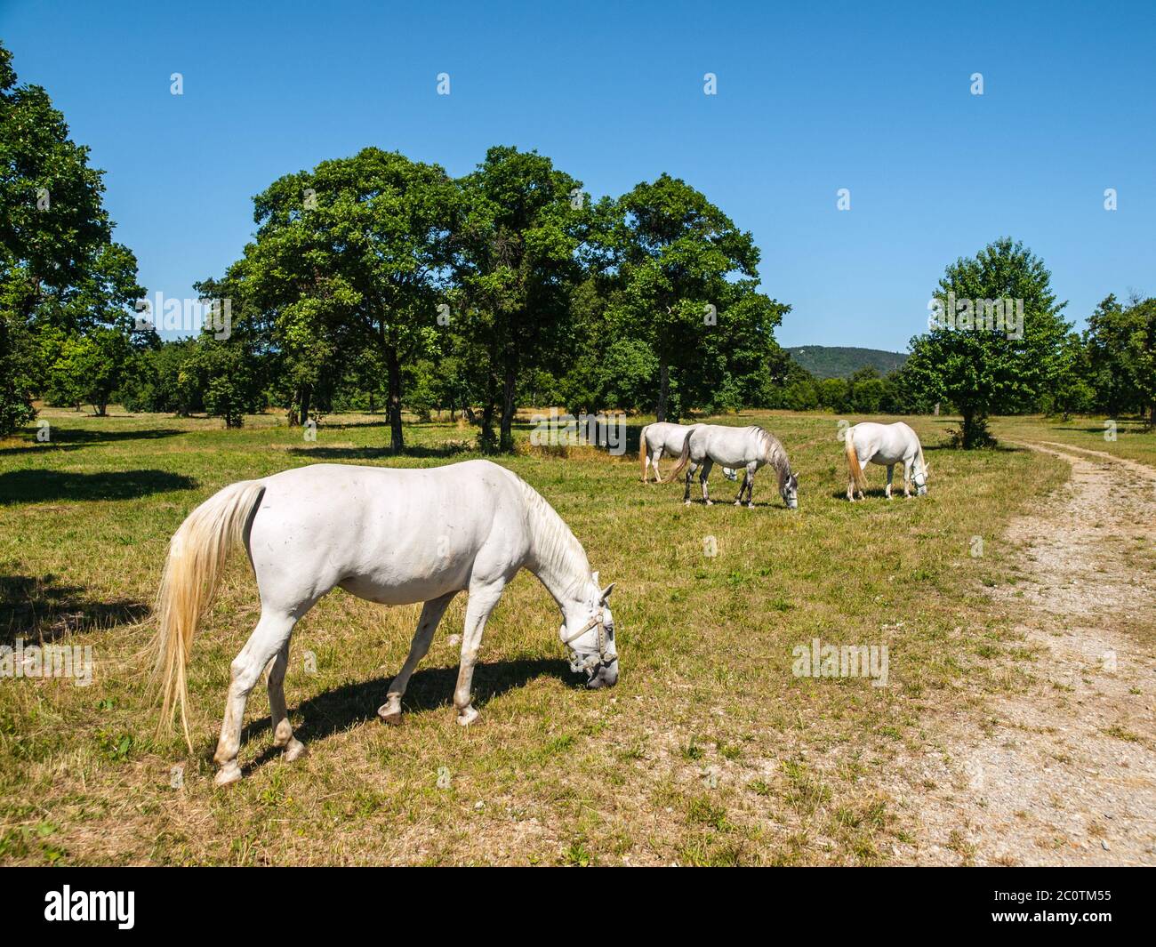 Lipizzaner horse hi-res stock photography and images - Alamy