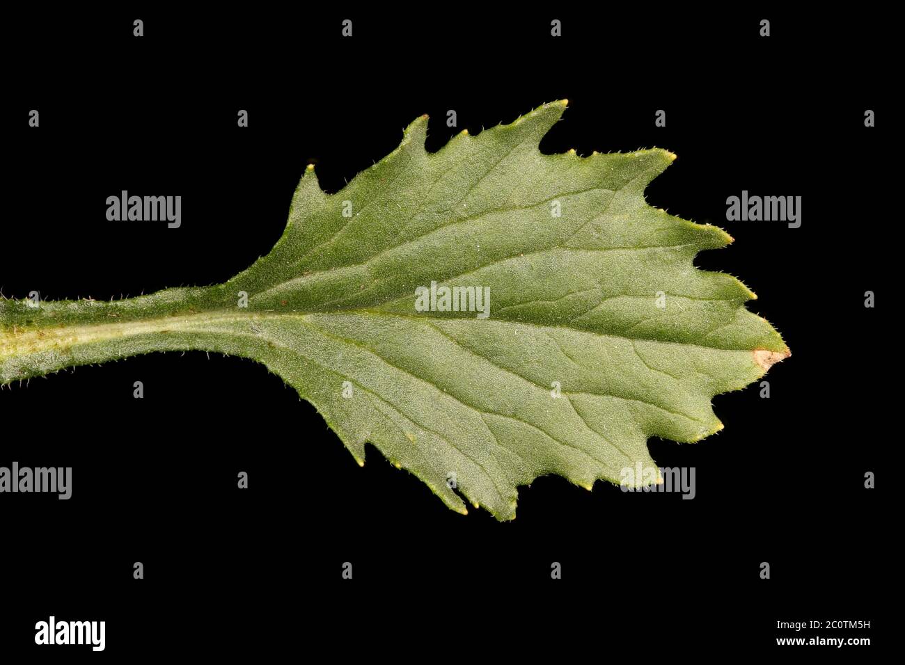 Aster callistephus hi-res stock photography and images - Alamy