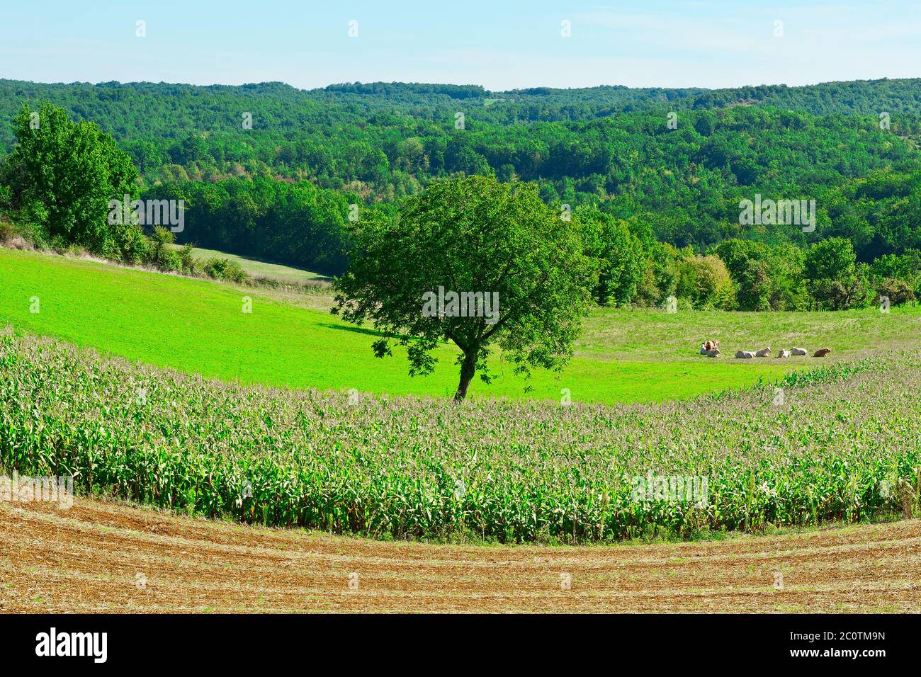 Corn in France Stock Photo - Alamy