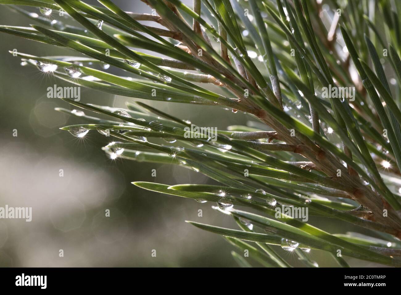 Pine after rain Stock Photo - Alamy