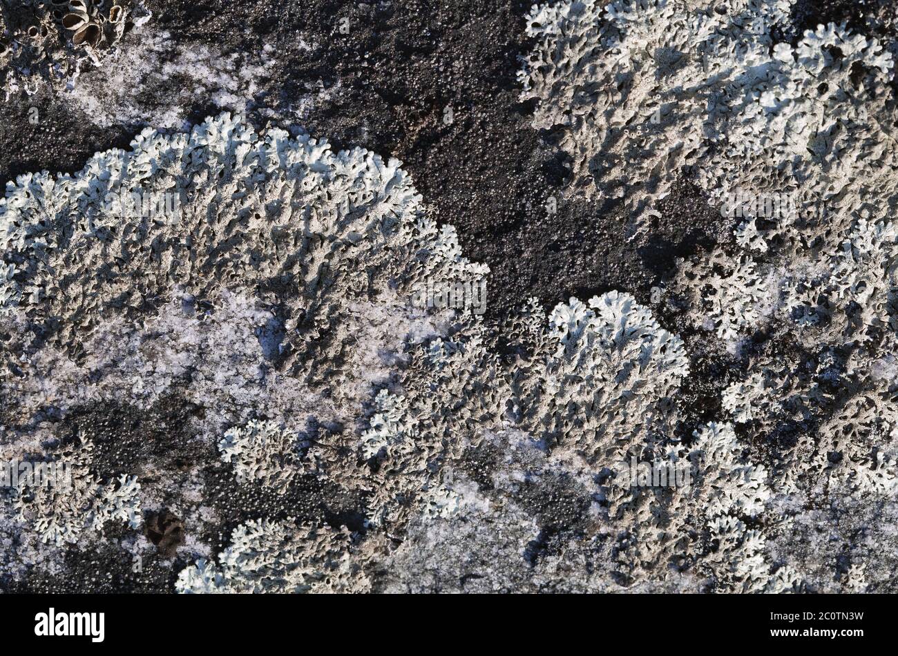 Lichen on a stone Stock Photo - Alamy