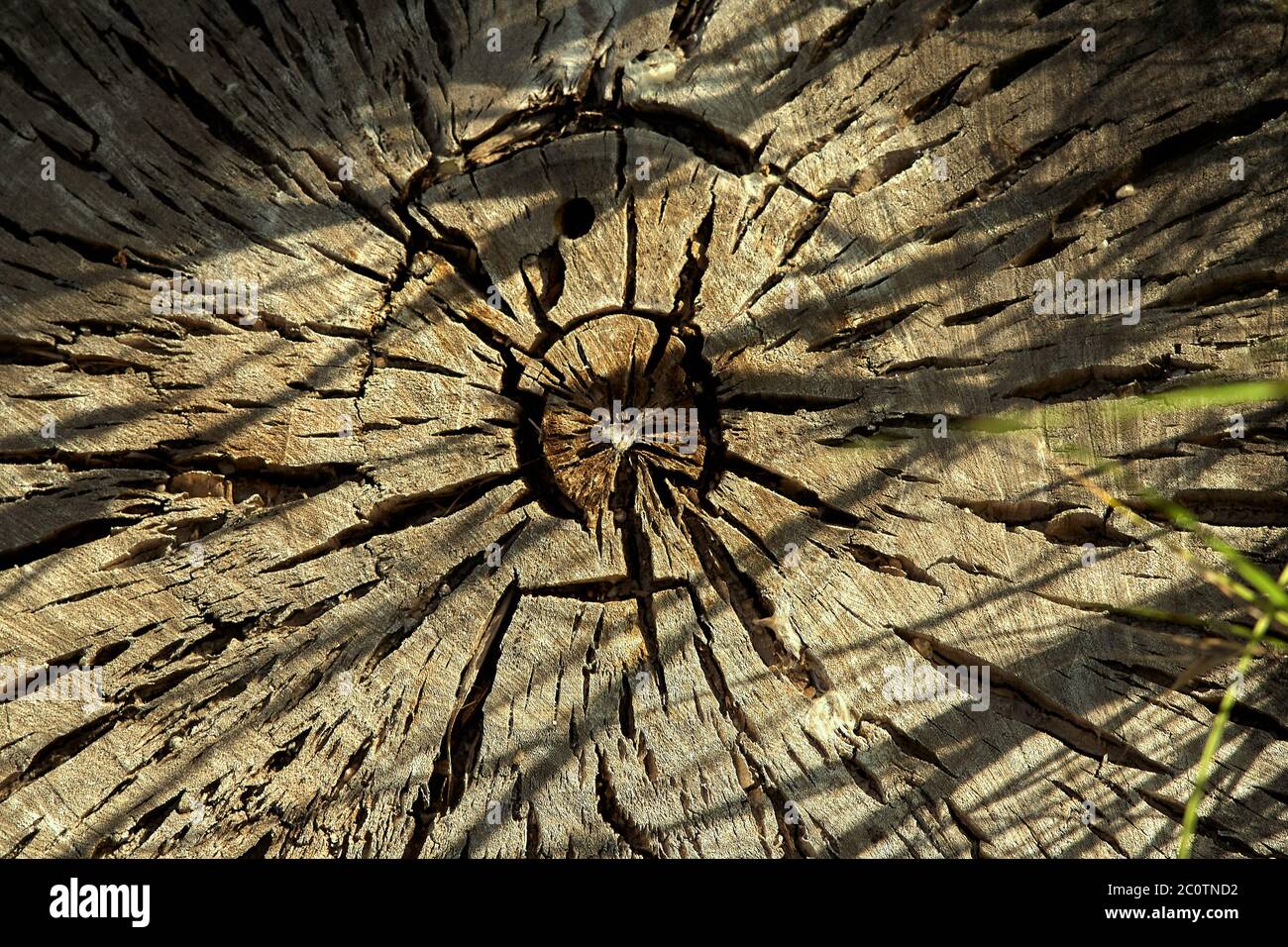 Round felled tree with annual rings and cracks. Old wood texture. Close ...