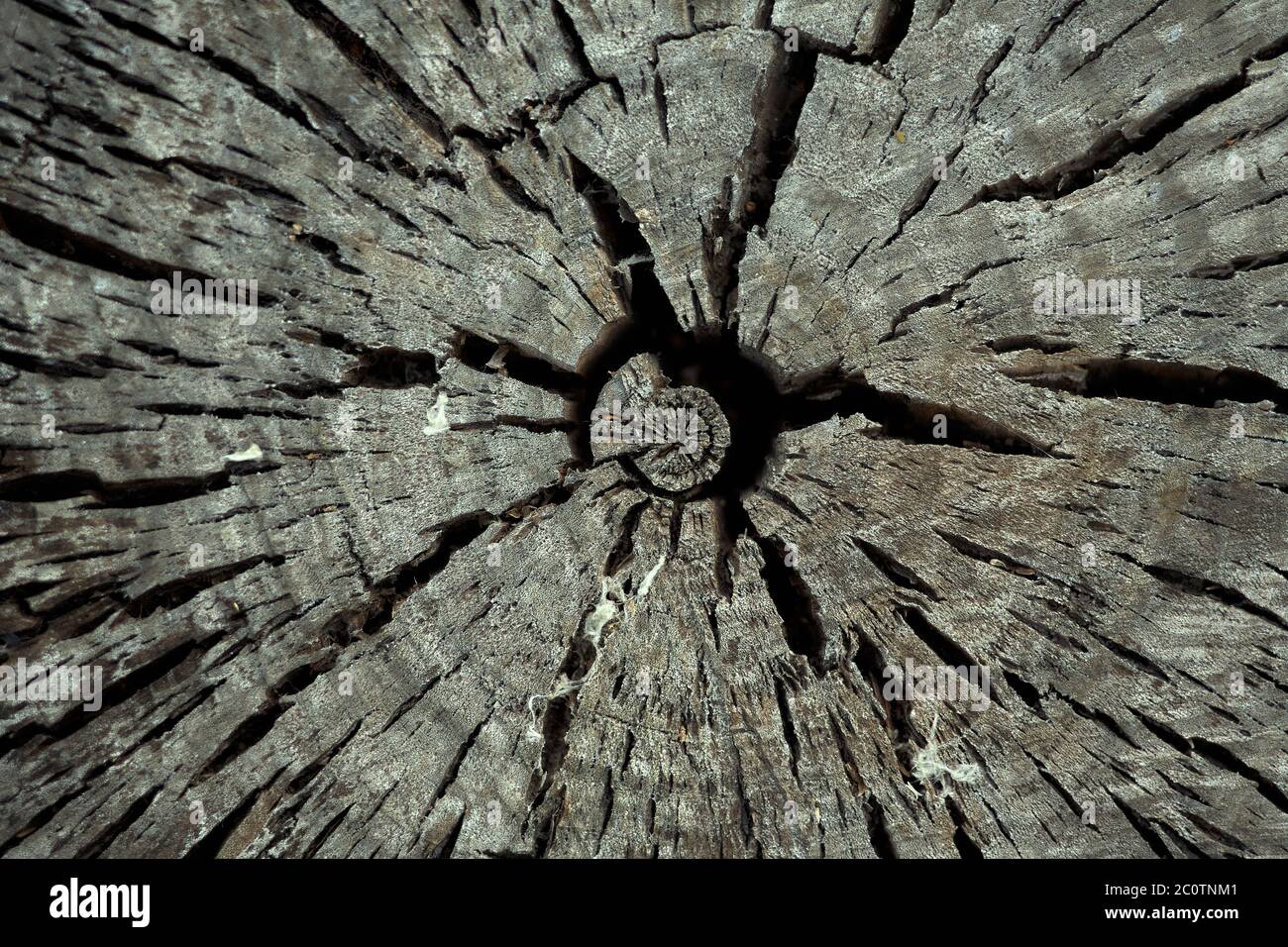 Round felled tree with annual rings and cracks. Old wood texture. Close ...