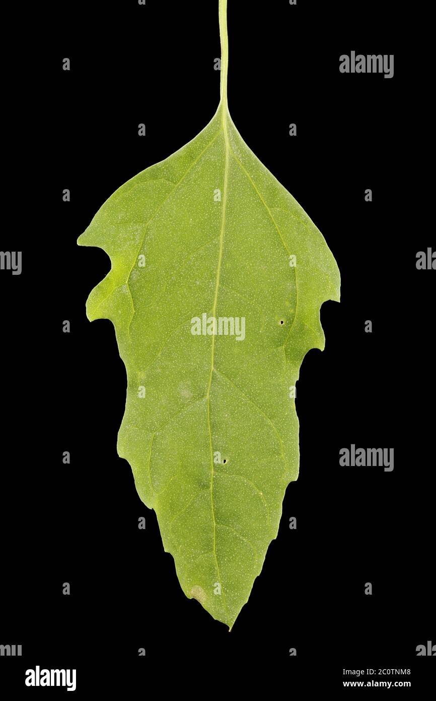 Fat hen leaf hi-res stock photography and images - Alamy