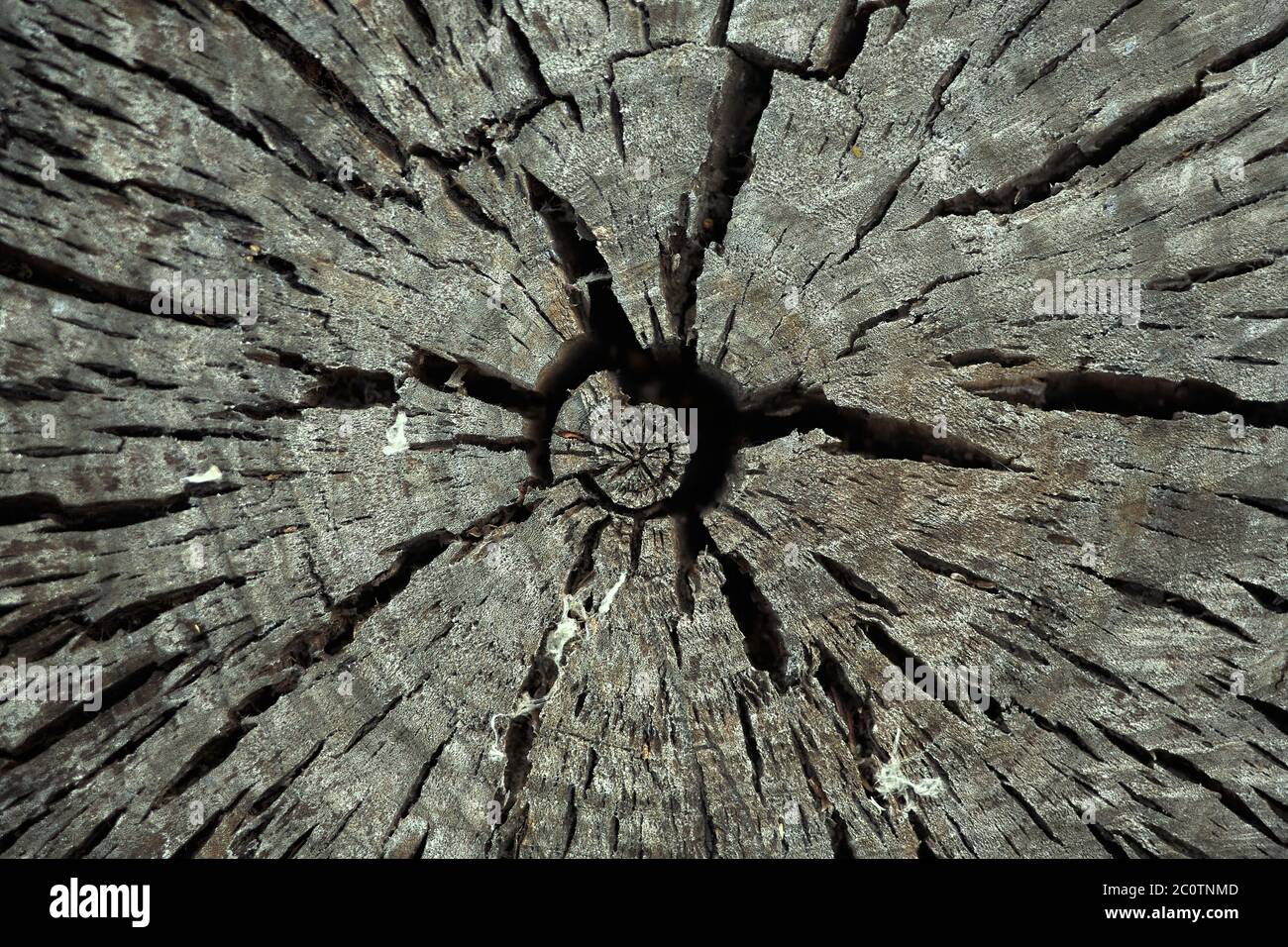 Round felled tree with annual rings and cracks. Old wood texture. Close ...