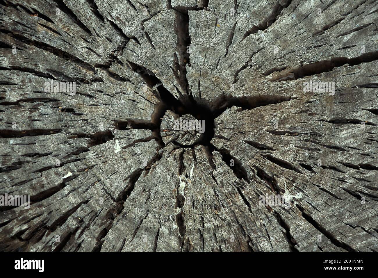 Round felled tree with annual rings and cracks. Old wood texture. Close ...