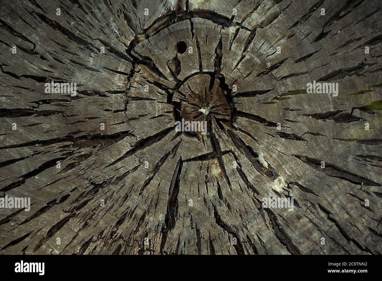 Round felled tree with annual rings and cracks. Old wood texture. Close ...