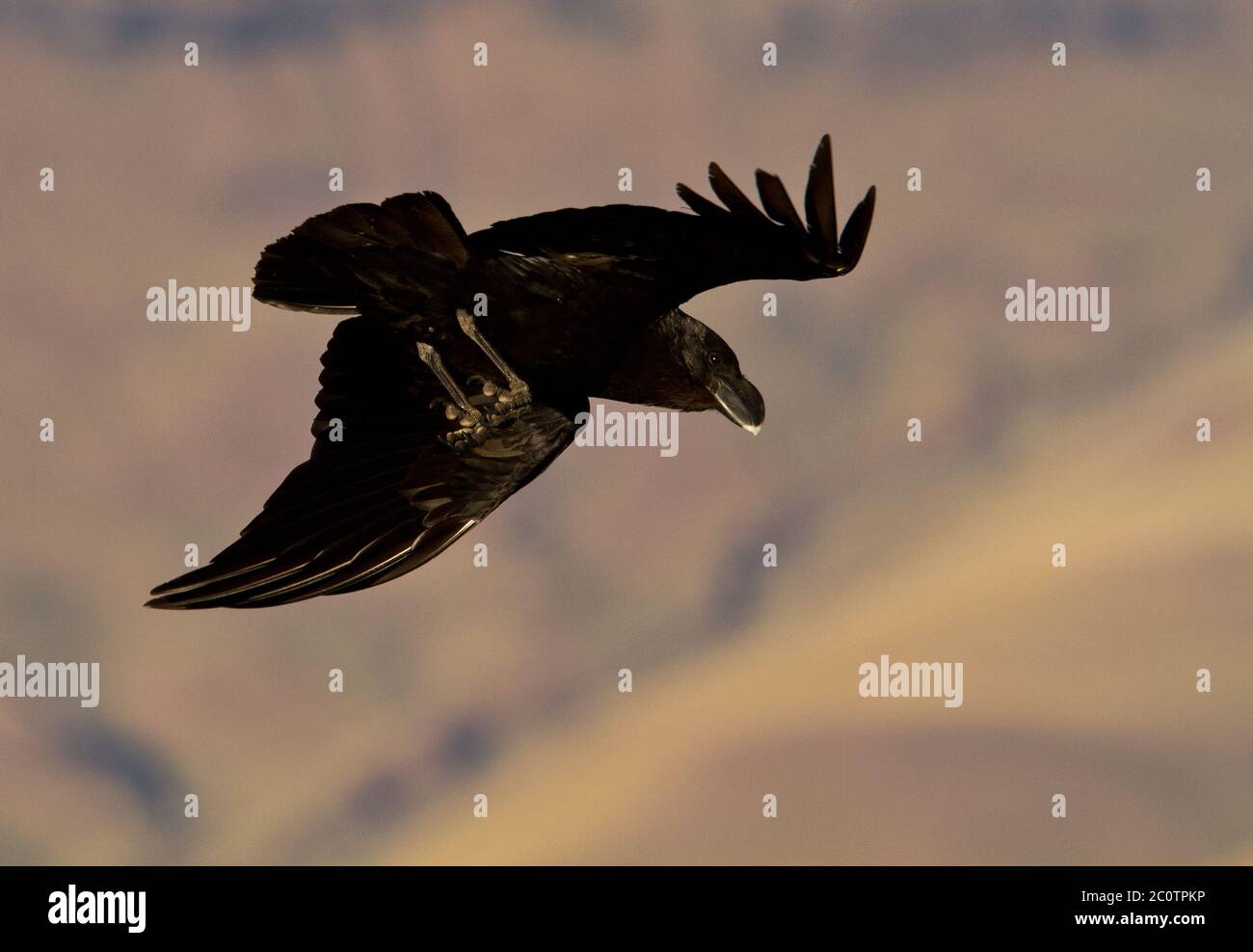 crow in flight Stock Photo - Alamy