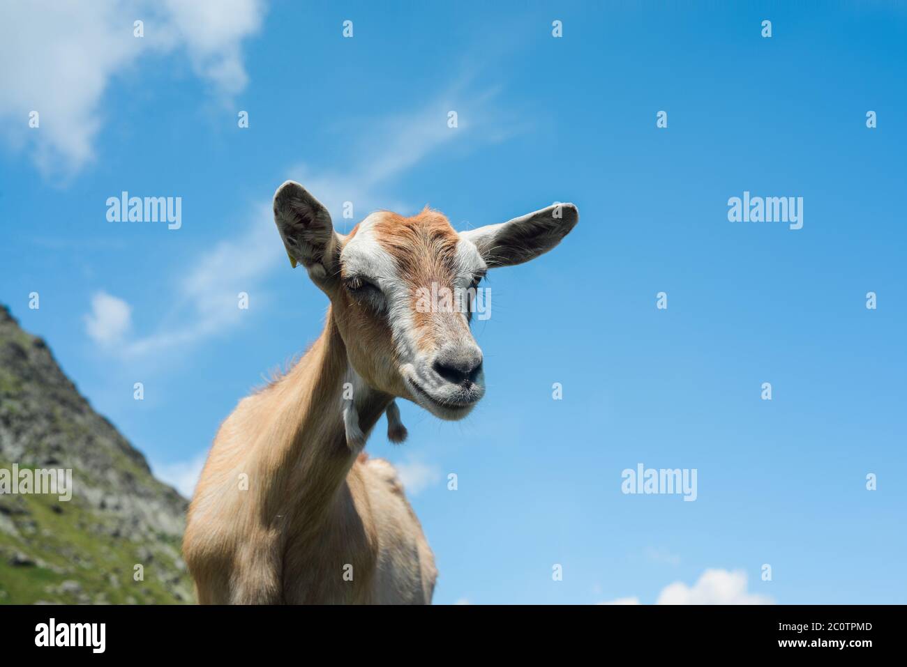 Cute goat against blue sky Stock Photo - Alamy