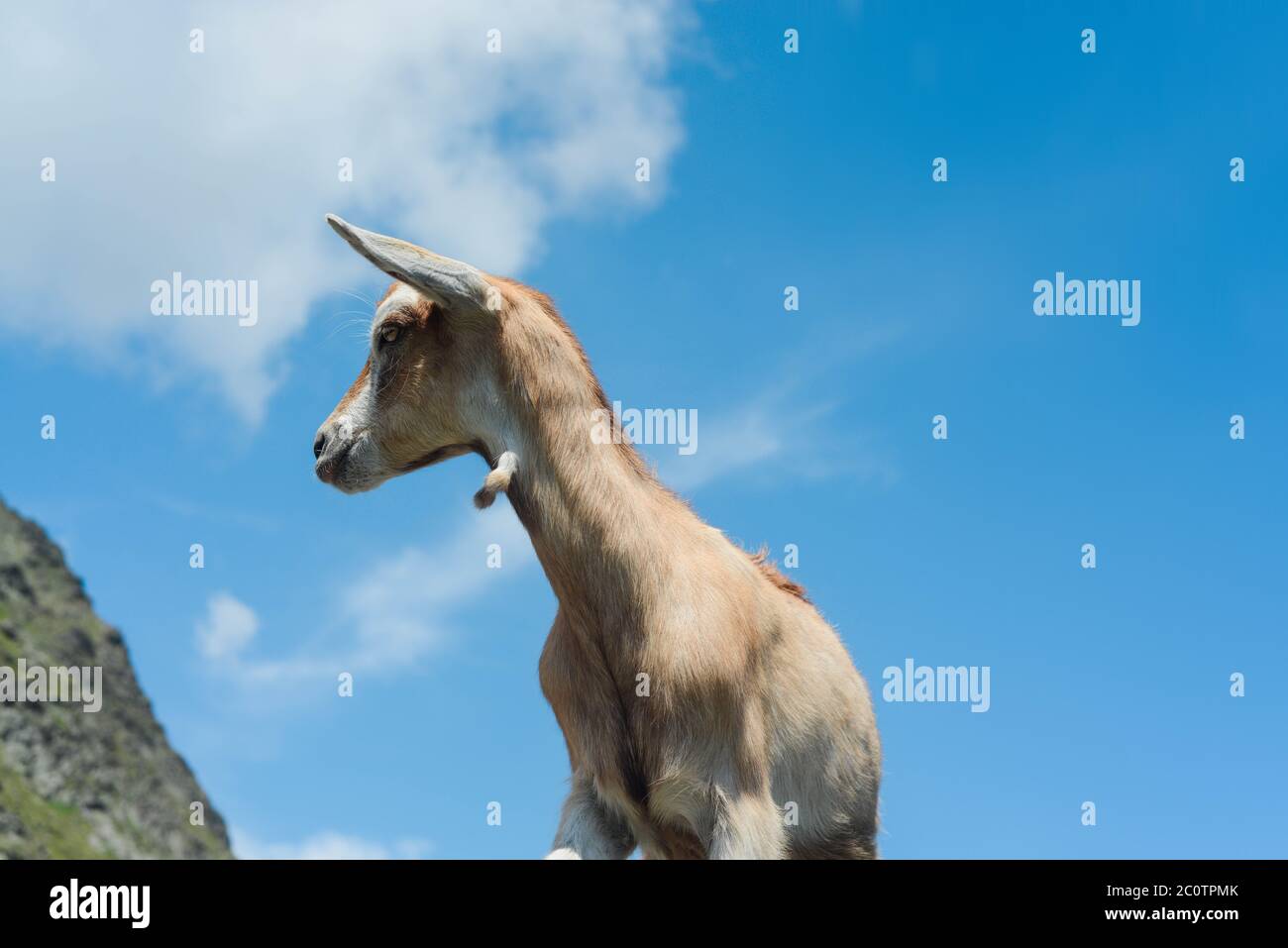 Cute goat against blue sky Stock Photo - Alamy