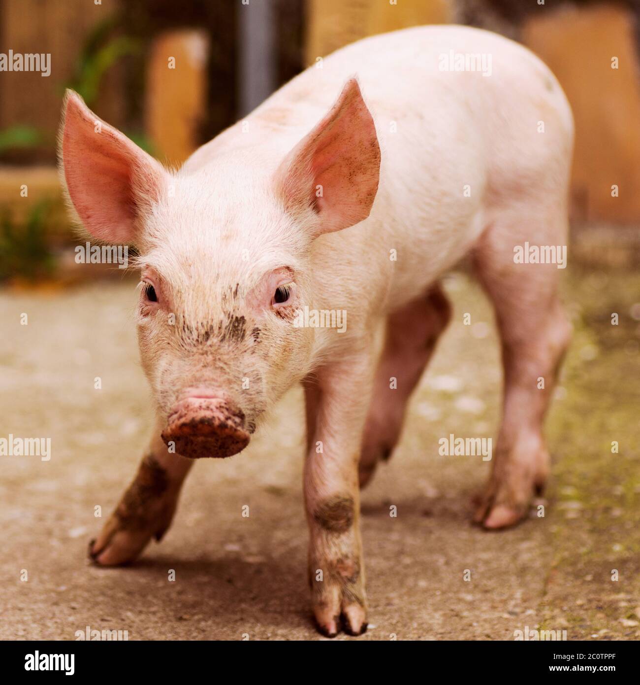 Animal portrait of standing cute little pink pig Stock Photo - Alamy