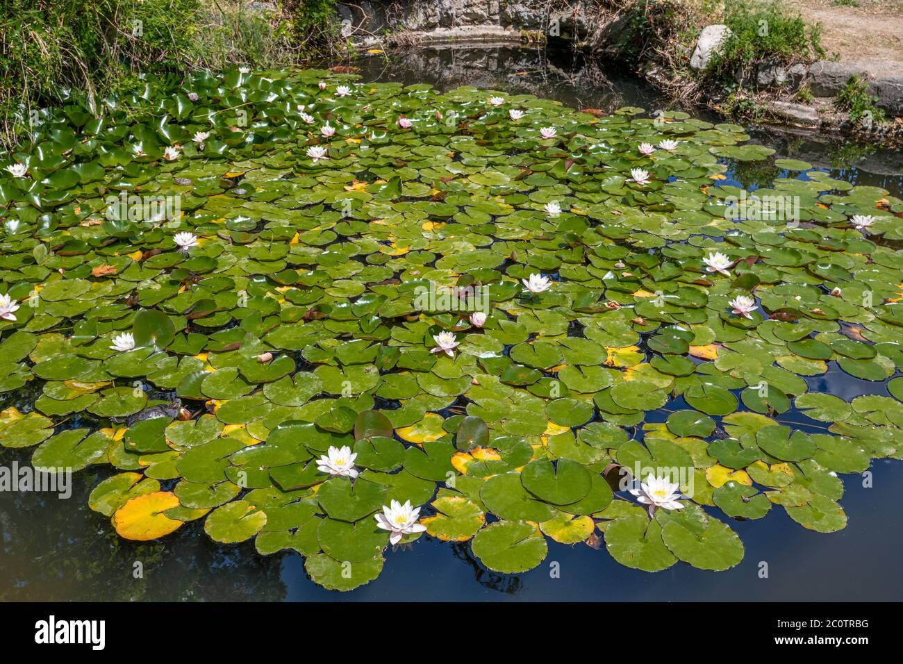 The Wild water lilies in a pond Stock Photo - Alamy
