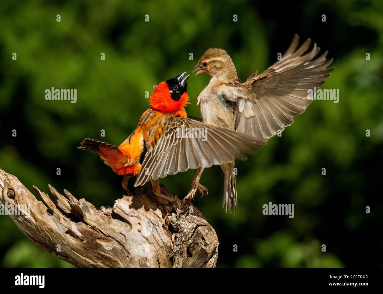 garden bird interaction Stock Photo - Alamy