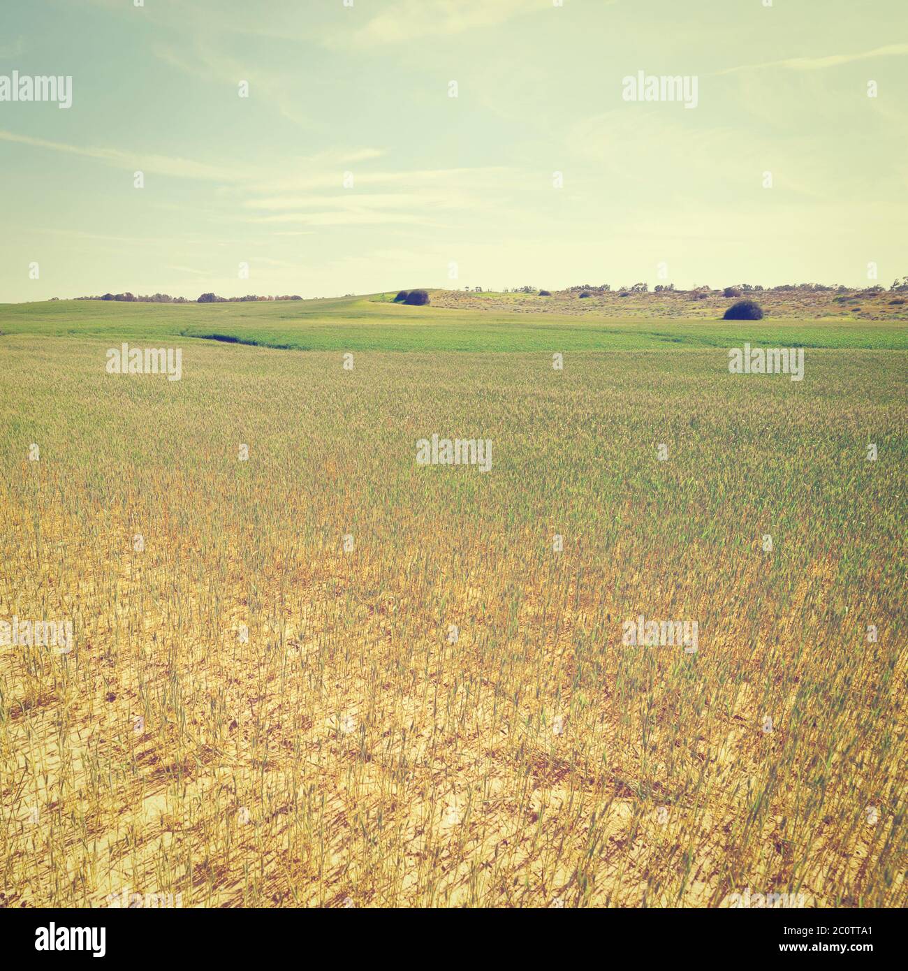 Green wheat field middle east hi-res stock photography and images - Alamy