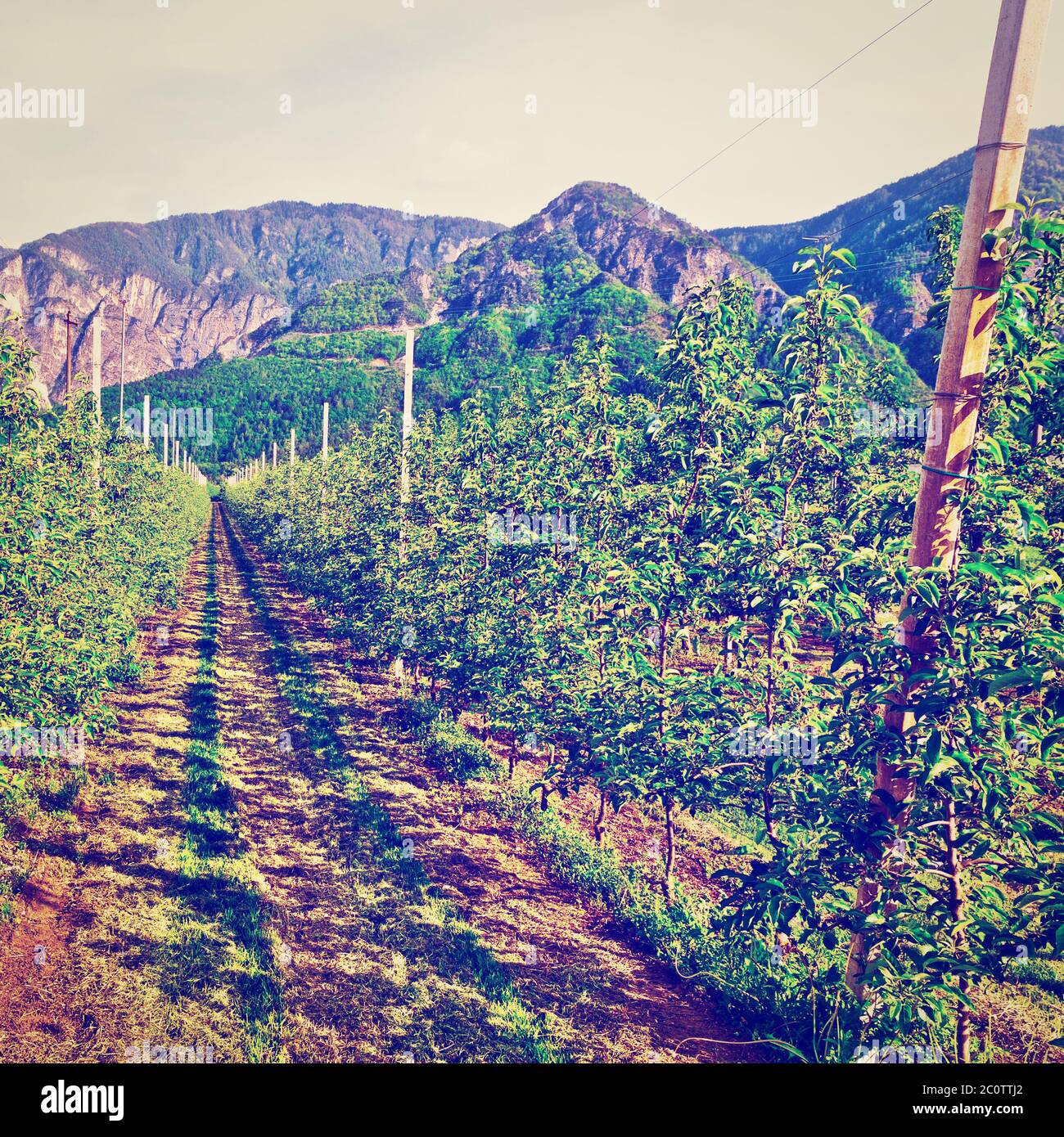 Pear tree hill hi-res stock photography and images - Alamy