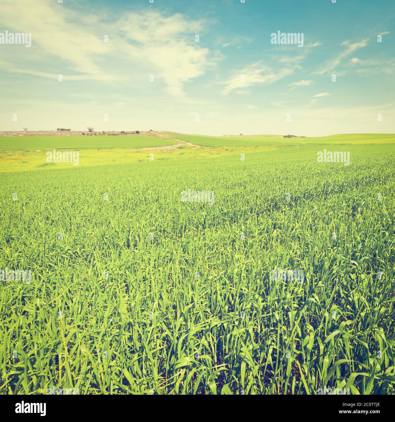 Field in Israel Stock Photo - Alamy