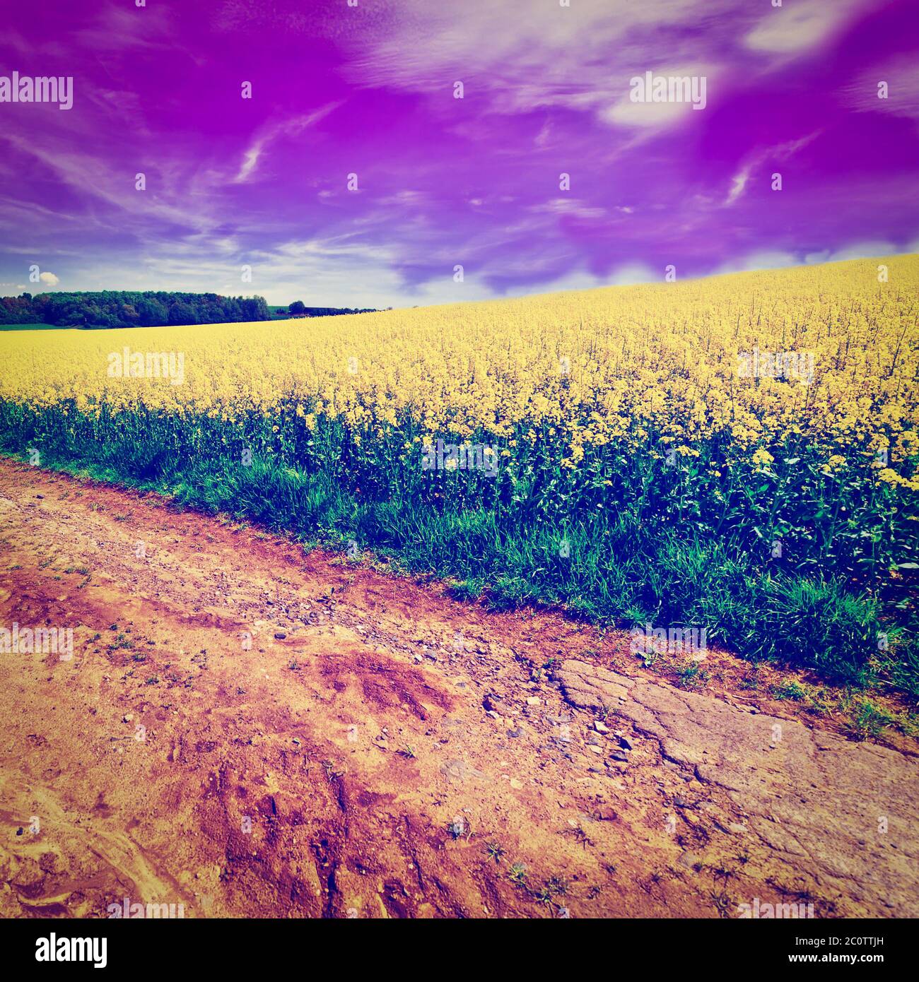 Alfalfa fields hi-res stock photography and images - Alamy