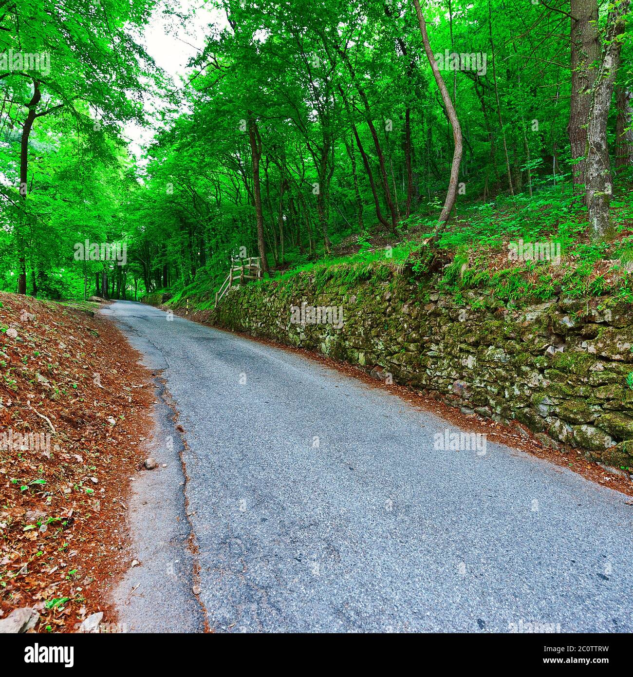 Tunnel forest highway tree road hi-res stock photography and images - Alamy