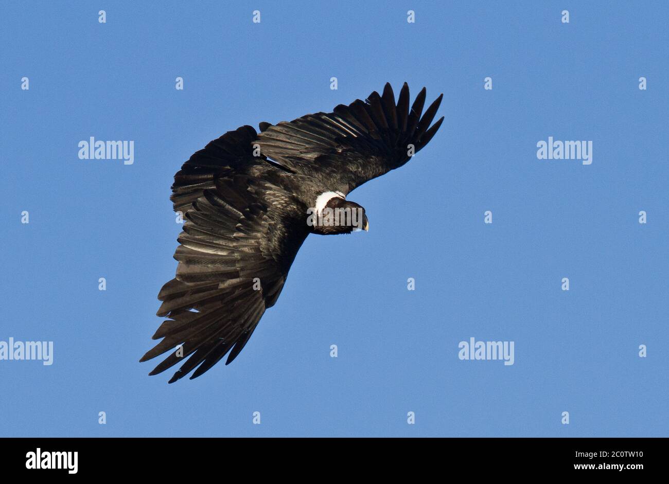 crow in flight Stock Photo - Alamy