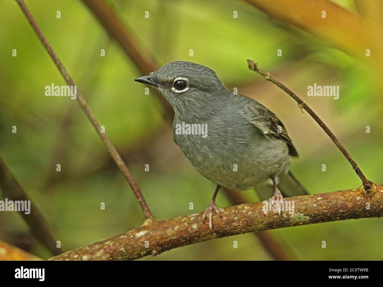 Slate-colored Solitaire (Myadestes unicolor) adult perched on branch ...